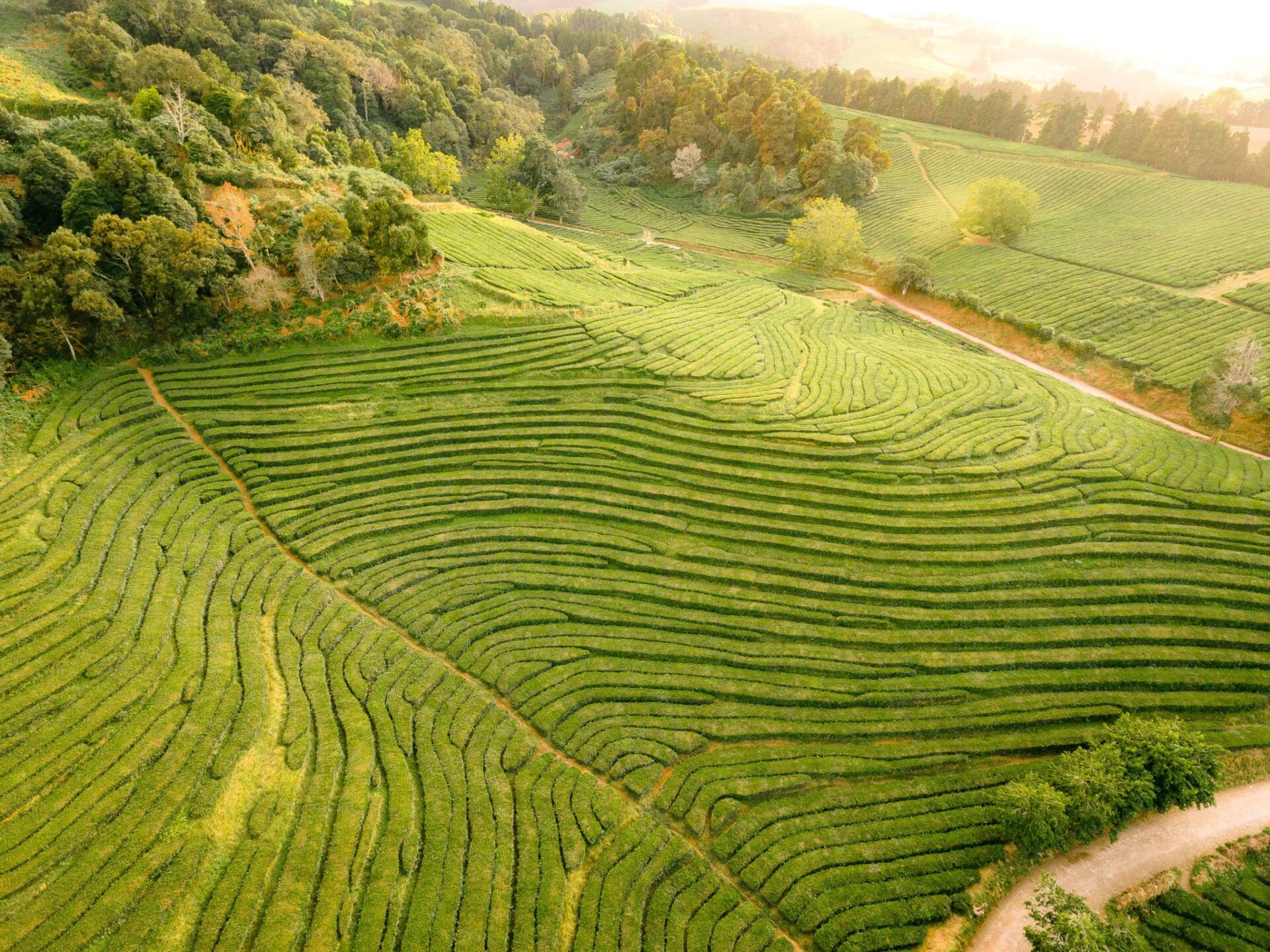 The History of Matcha - MoyaMatcha